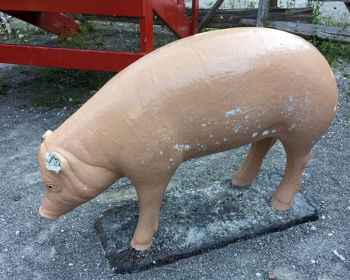 A Pig with No Ears | 27th Snaps